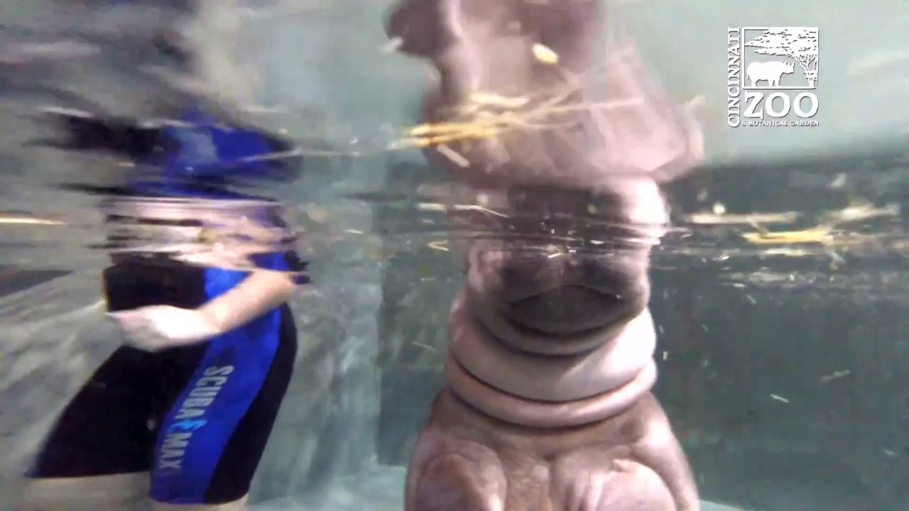 Baby Hippo Fiona's Pool Water is Getting Deeper - Cincinnati Zoo - YouTube