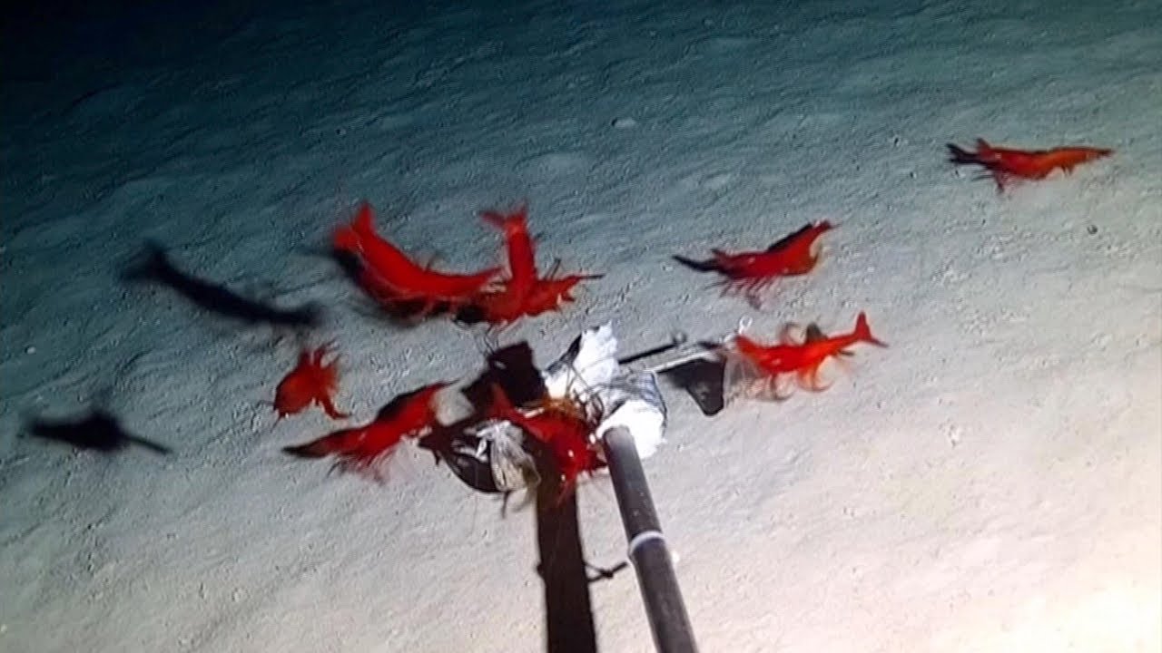 Chinese scientists identify over 30 new deep sea species - YouTube