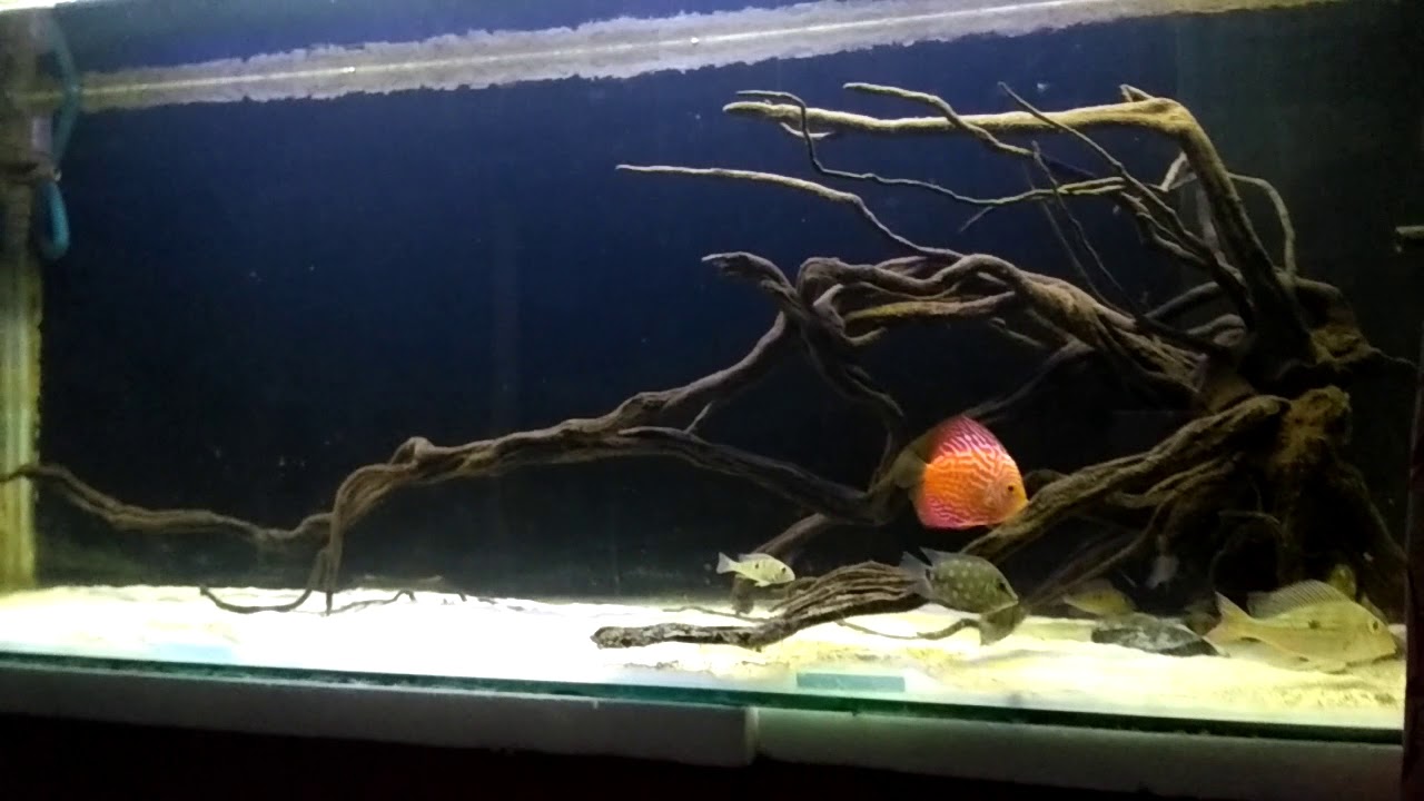 Geophagus and Uaru cichlid tank - YouTube