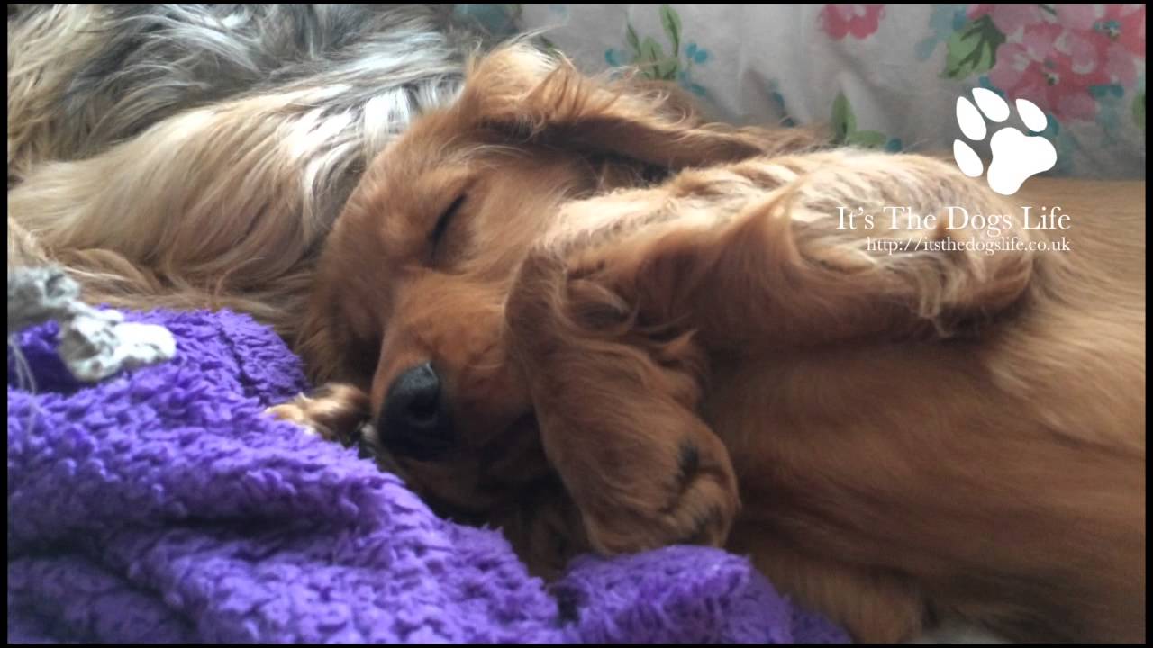 Our Cocker Spaniel Puppy Pea Waking Up - YouTube