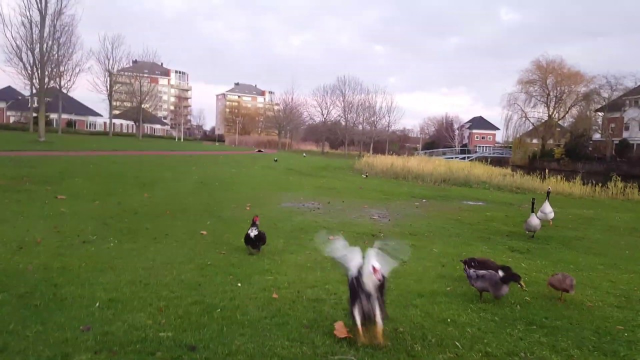 Muscovy ducks flying - YouTube