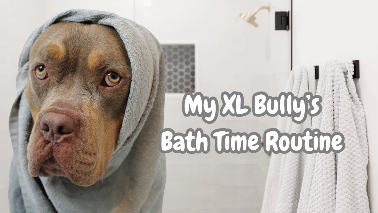 Bath time with my XL Bully 🧼 - YouTube
