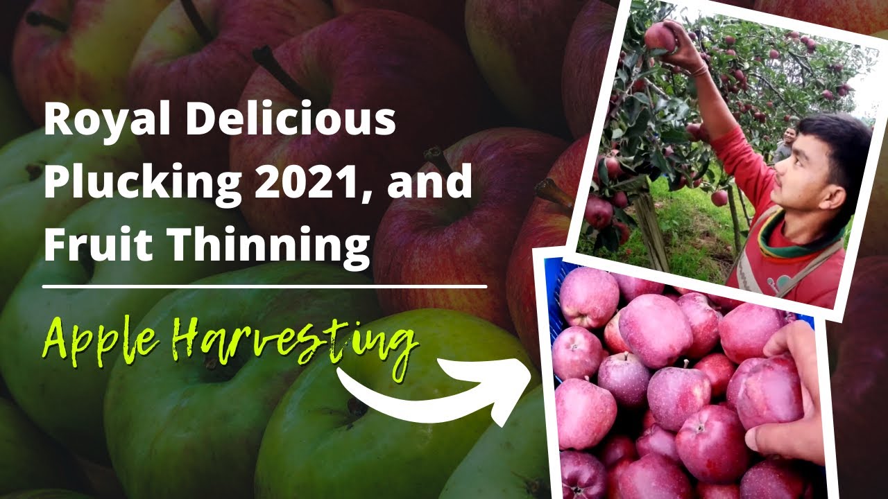 Royal Delicious Plucking and Fruit Thinning 2021 | Apple Harvesting ...