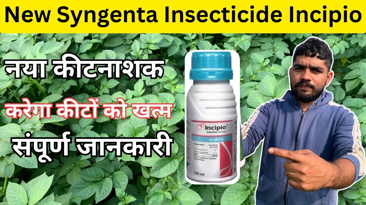 नया कीटनाशक Syngenta Incipio Insecticide तनाव छेदक पत्ती मोडक का सफाया ...