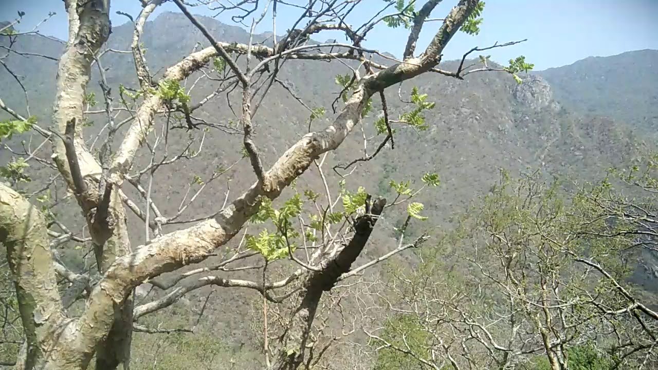 Beautiful Creatures of God - YouTube