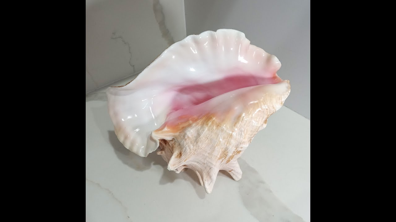 Bahamian Extra Large Queen Conch Shell Natural Pink -- beautiful! - YouTube