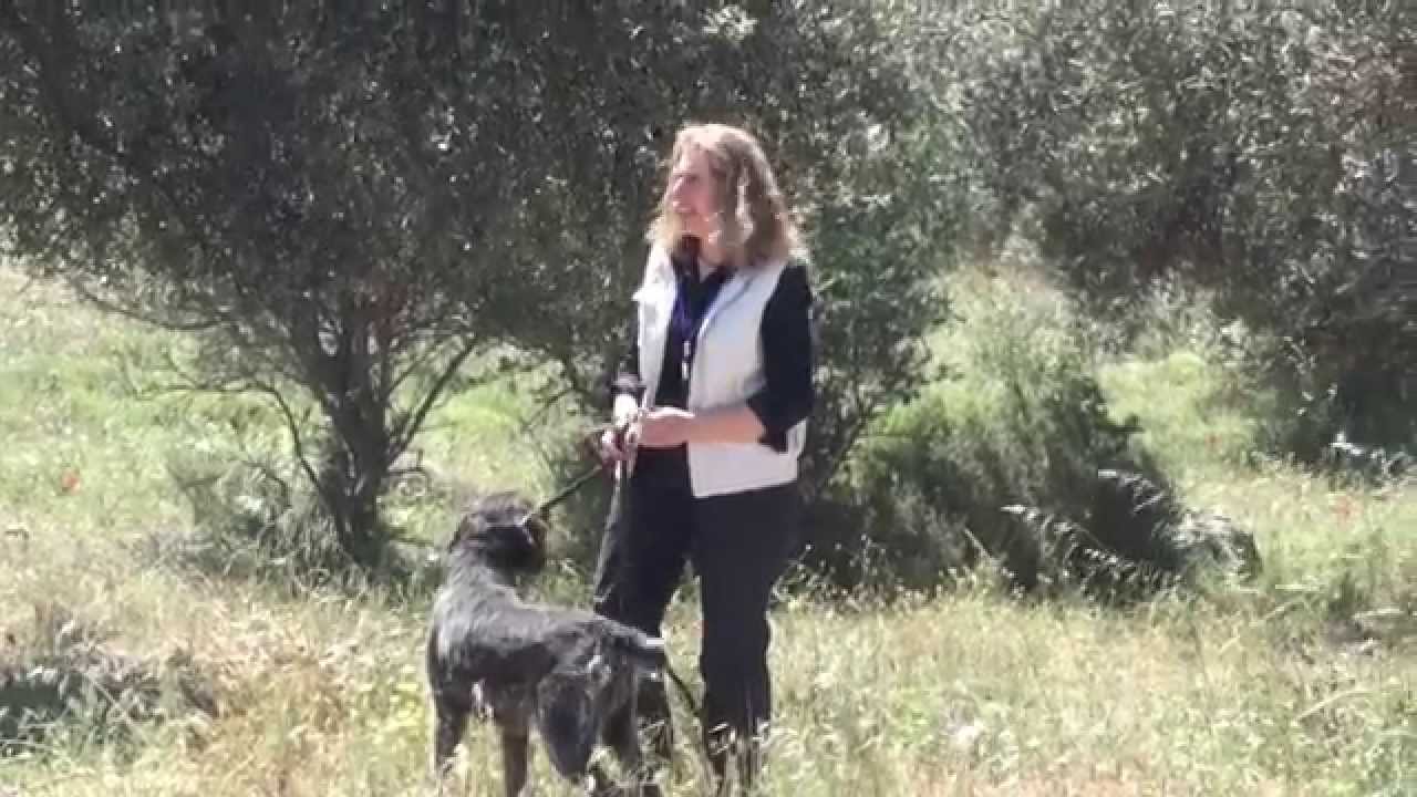 ΜΑΤΑ ΣΚΟΥΡΑ - ΥΠΟΨΗΦΙΑ ΕΥΡΩΒΟΥΛΕΥΤΗΣ ΜΕ ΤΟ ΚΟΜΜΑ ΕΛΛΗΝΩΝ ΚΥΝΗΓΩΝ ...