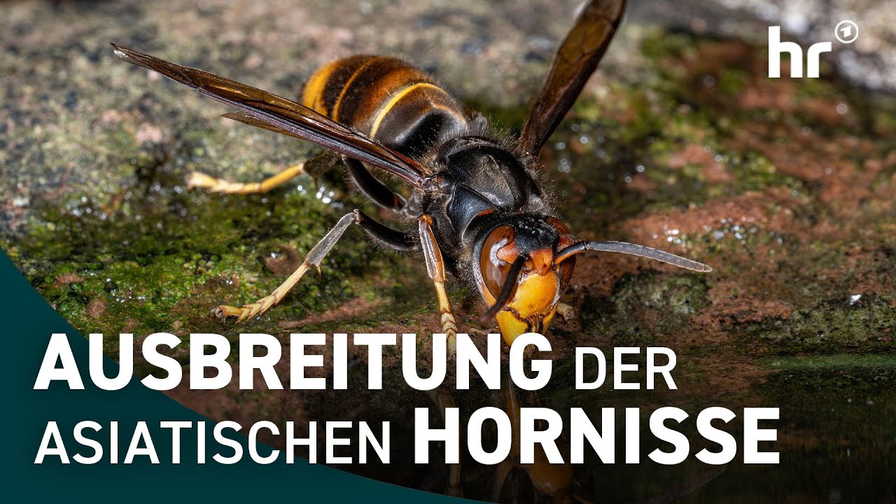 Asiatische Hornisse breitet sich aus - Wie erkennt und bekämpft man sie ...