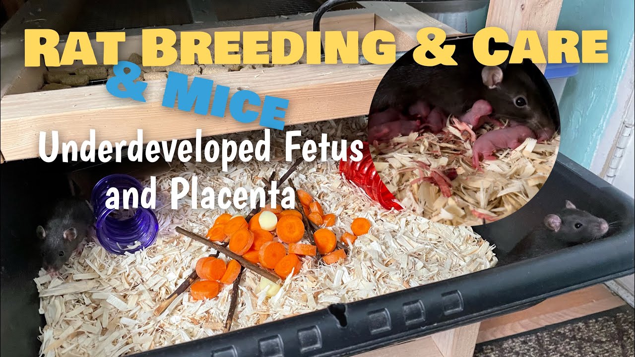 Rat (& Mice) Breeding & Care | Underdeveloped Rat Fetus and Placenta ...