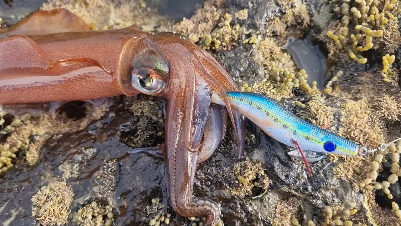 Squid Fishing is NOT easy! (Rock Fishing for Squid) - YouTube