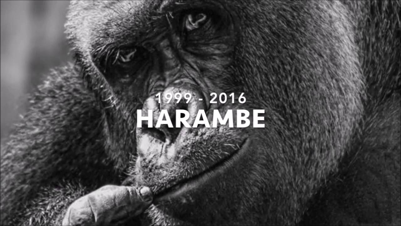 A TRUE FRIEND -- RIP HARAMBE TRIBUTE SONG -- LYRICS - YouTube