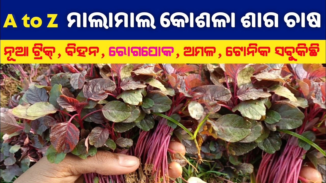 A to Z କୋଶଳା ଶାଗ ଚାଷ | Full Details About Koshala Saag Farming ...
