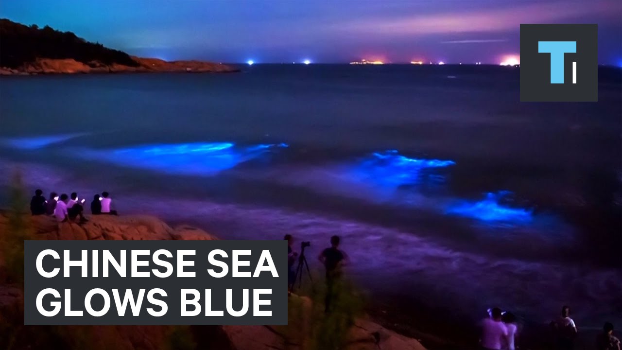 Chinese sea glows blue - YouTube