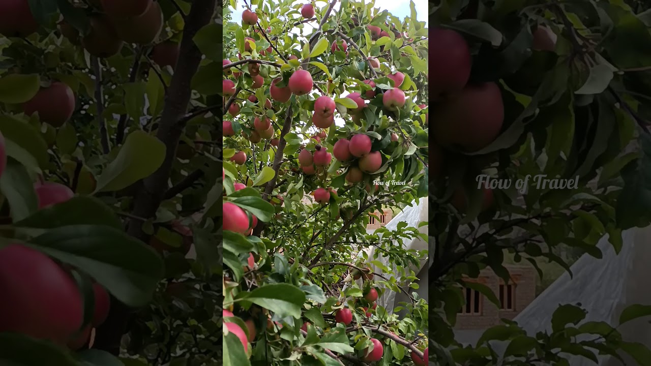 ലഡാക്കിലെ ആപ്പിൾ മരങ്ങൾ / Apple trees in ladakh - YouTube