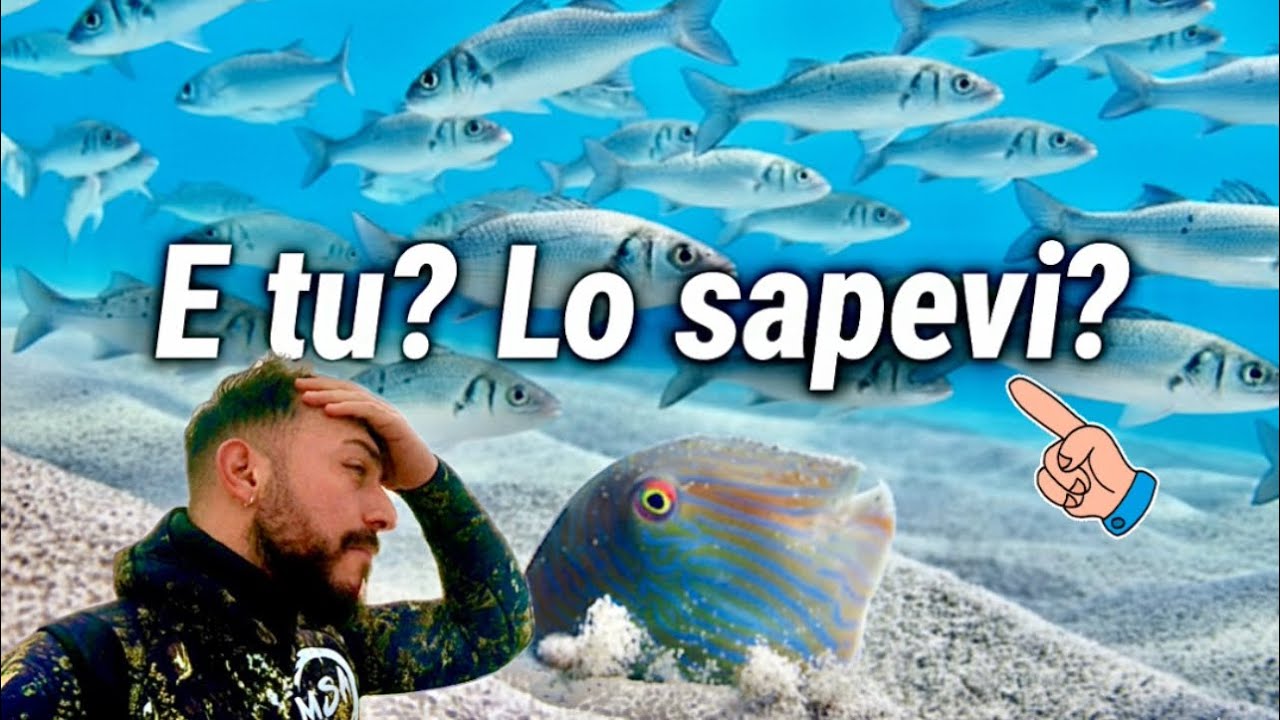 E tu? Lo sapevi? L’inverno e la pescasub, SARAGO PIZZUTO da paura. Il ...