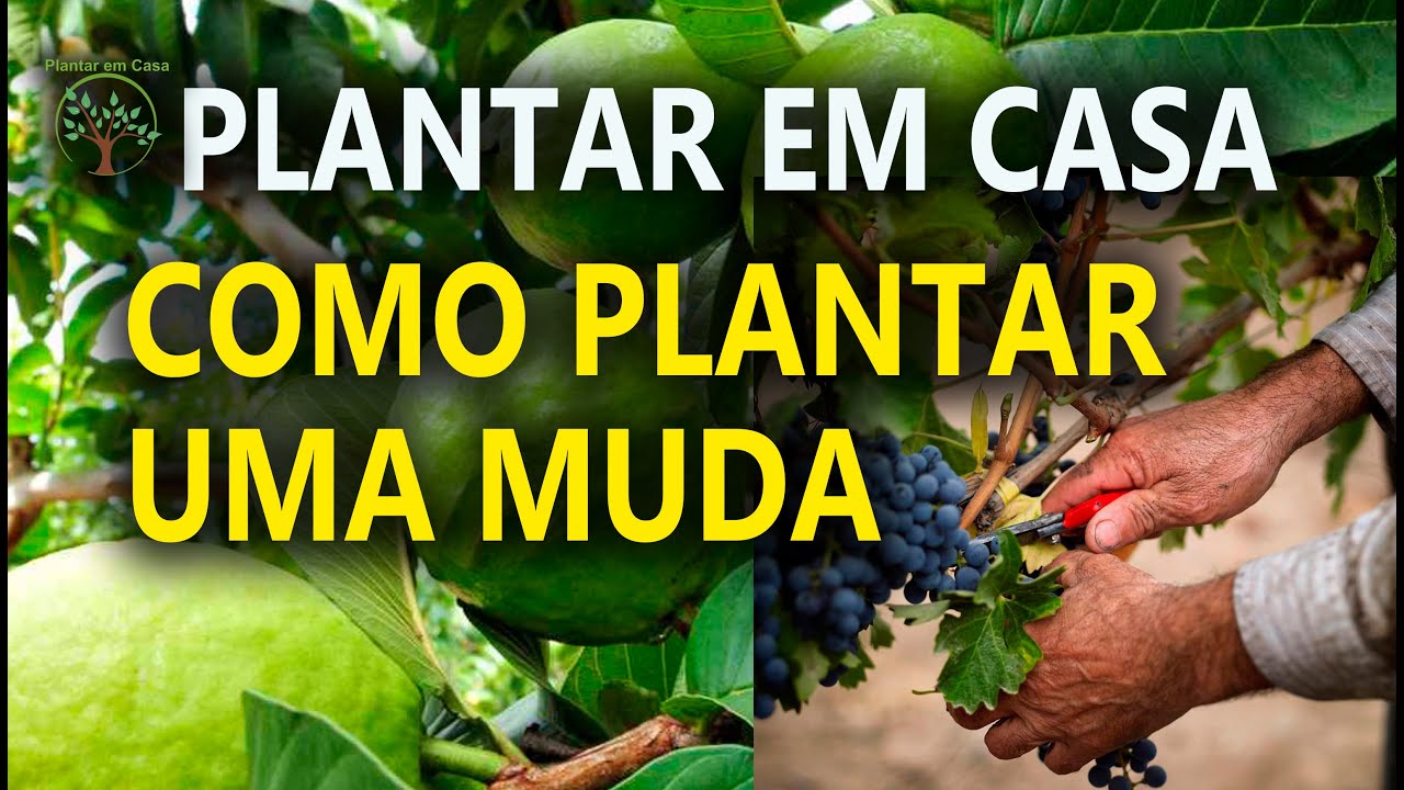 Como plantar uma muda de forma certa Plantar em Casa - YouTube