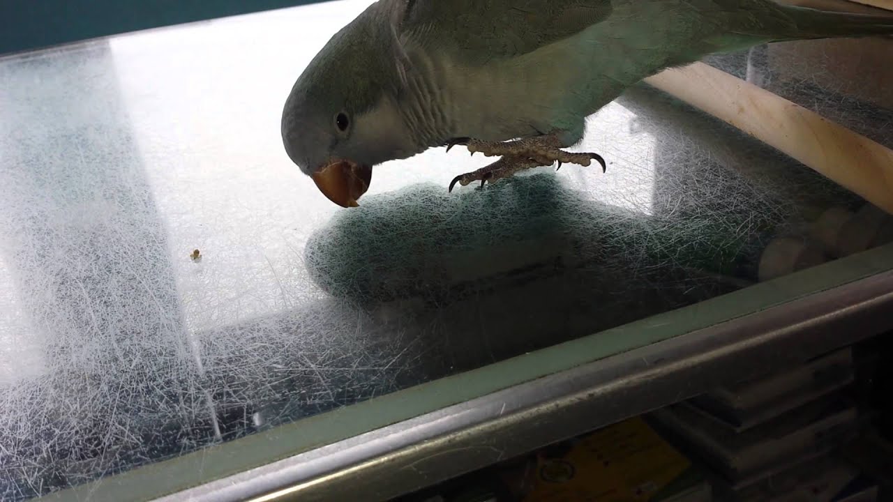 Spending time with Taco the female Quaker Parrot - YouTube