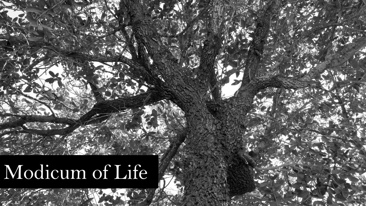 Modicum of Life | An Experimental Short Film - YouTube
