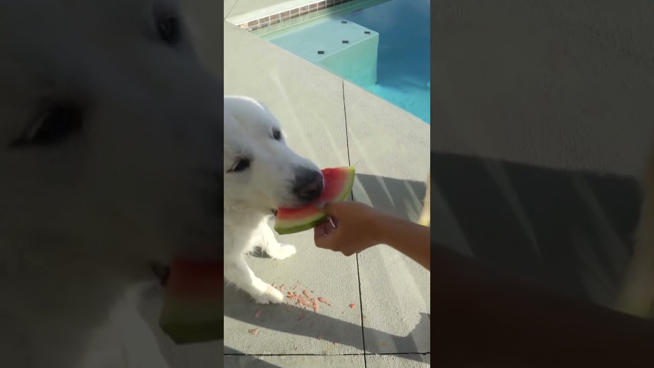 Dog tries watermelon for the FIRST time - YouTube