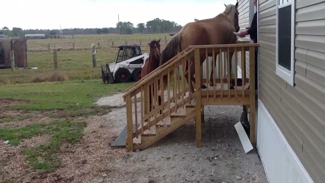 Horse walking up stairs - YouTube