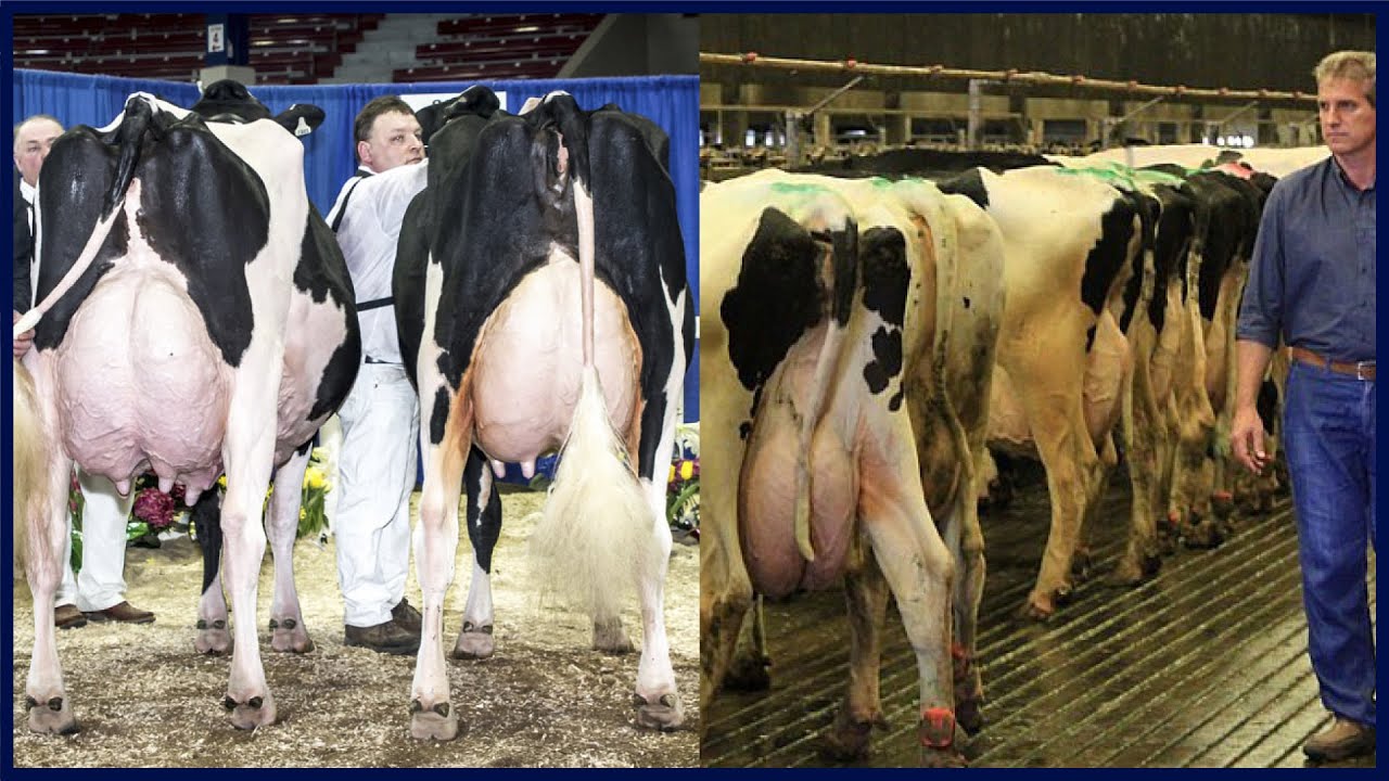 Modern cow farming technology | modern cow farm | modern cow milking ...