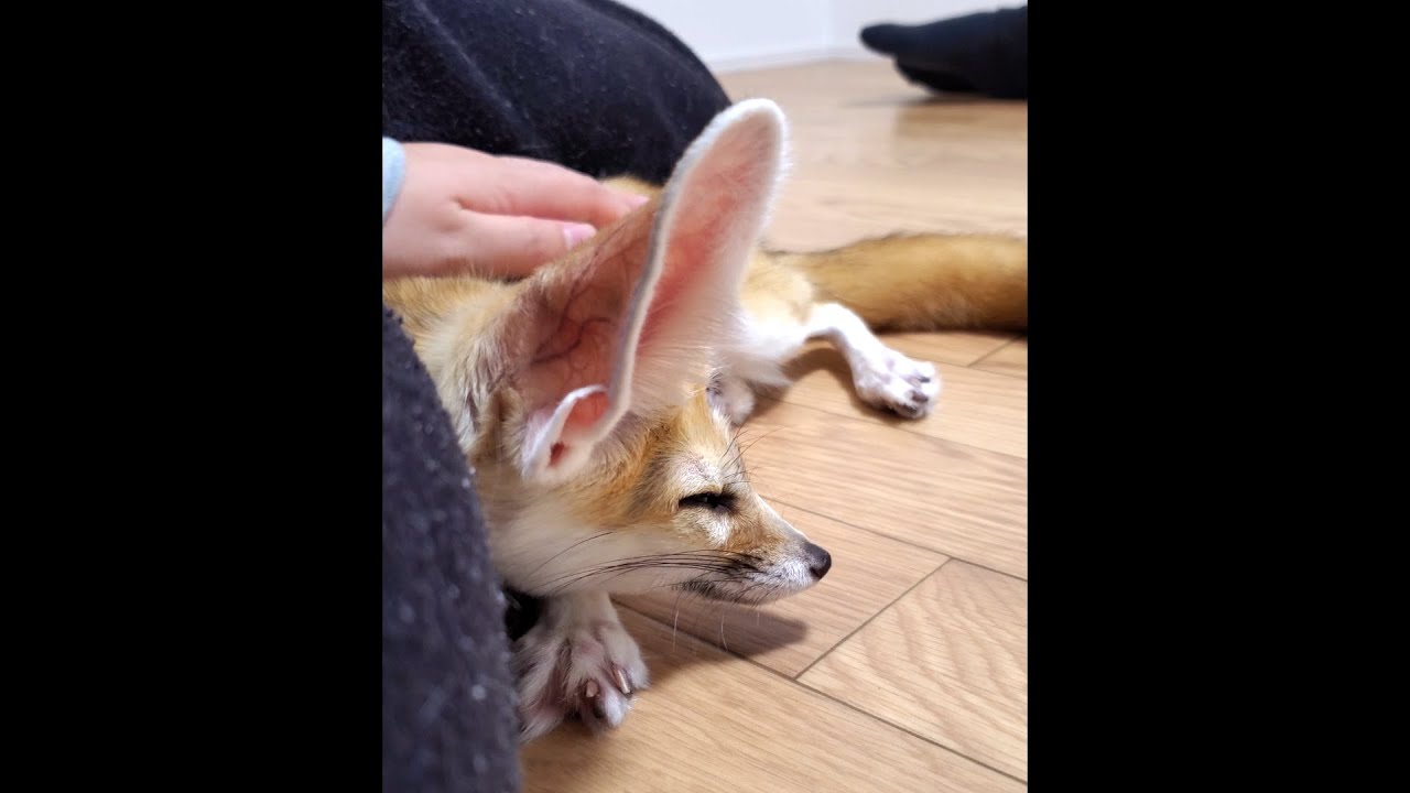 When Hesoten the fennec fox is feeling happy - YouTube