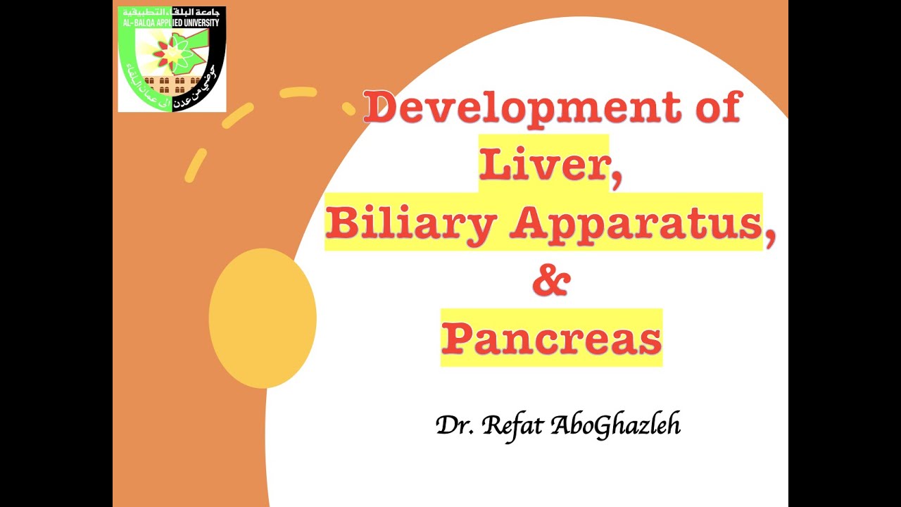Development of Liver, Biliary Apparatus, & Pancreas - YouTube
