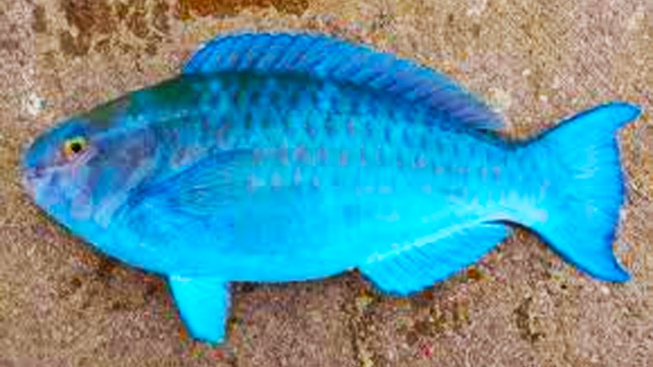 I Saw the Blue Fish On Beach, It Must Be Delicious When Cooked Japanese ...