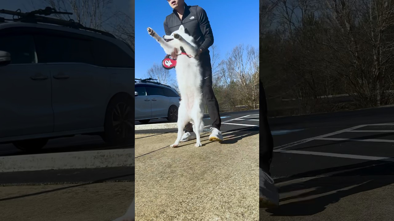 Taking the VIP dog to the park - YouTube