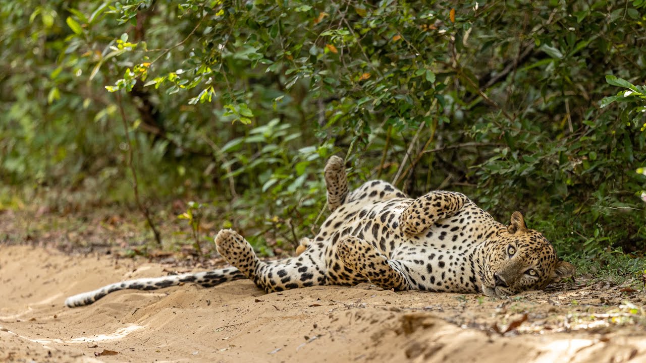Sri Lankan Leopard | Big Boy | Leopard | Wilpattu National park - YouTube