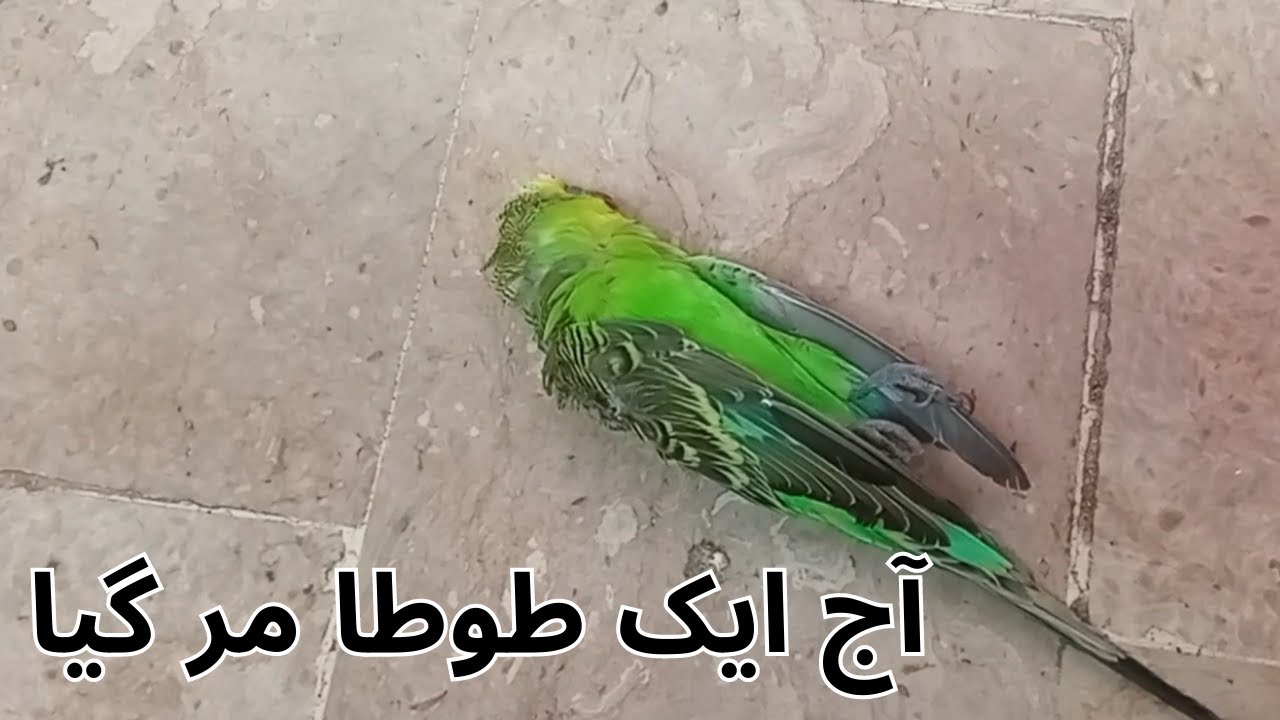AEK TOTA MAR GAYA YAR | BAJRI PARROT | AUSTRALIAN TOTTAY | - YouTube