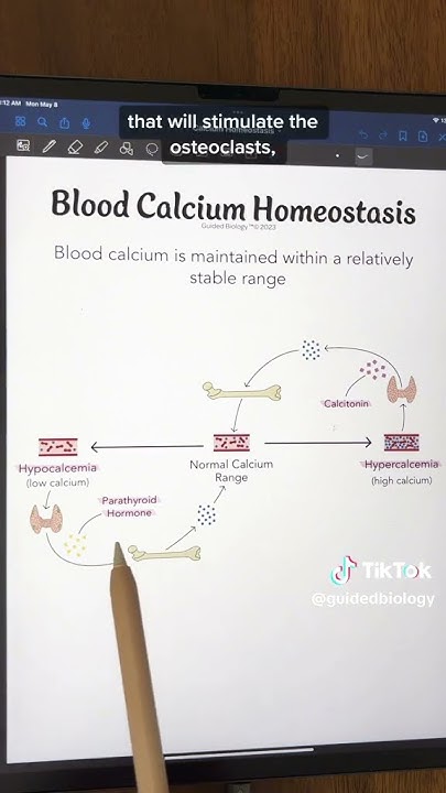 Blood Calcium Homeostasis #shortnotes - YouTube