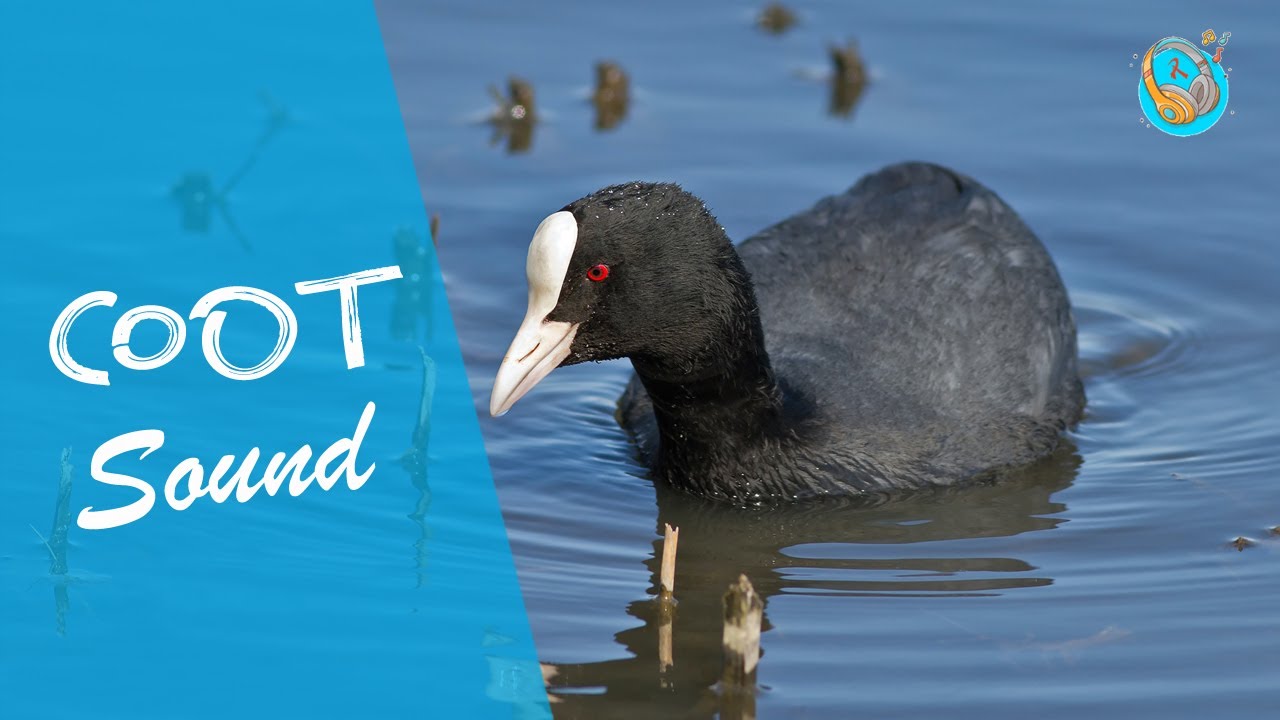 Coot sound effect (sound effect copyright free) - YouTube