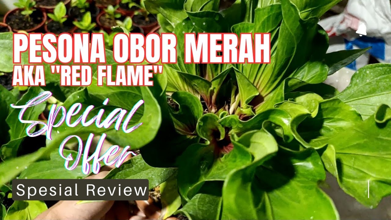 Anthurium Obor Merah aka Red flame spesial review - YouTube