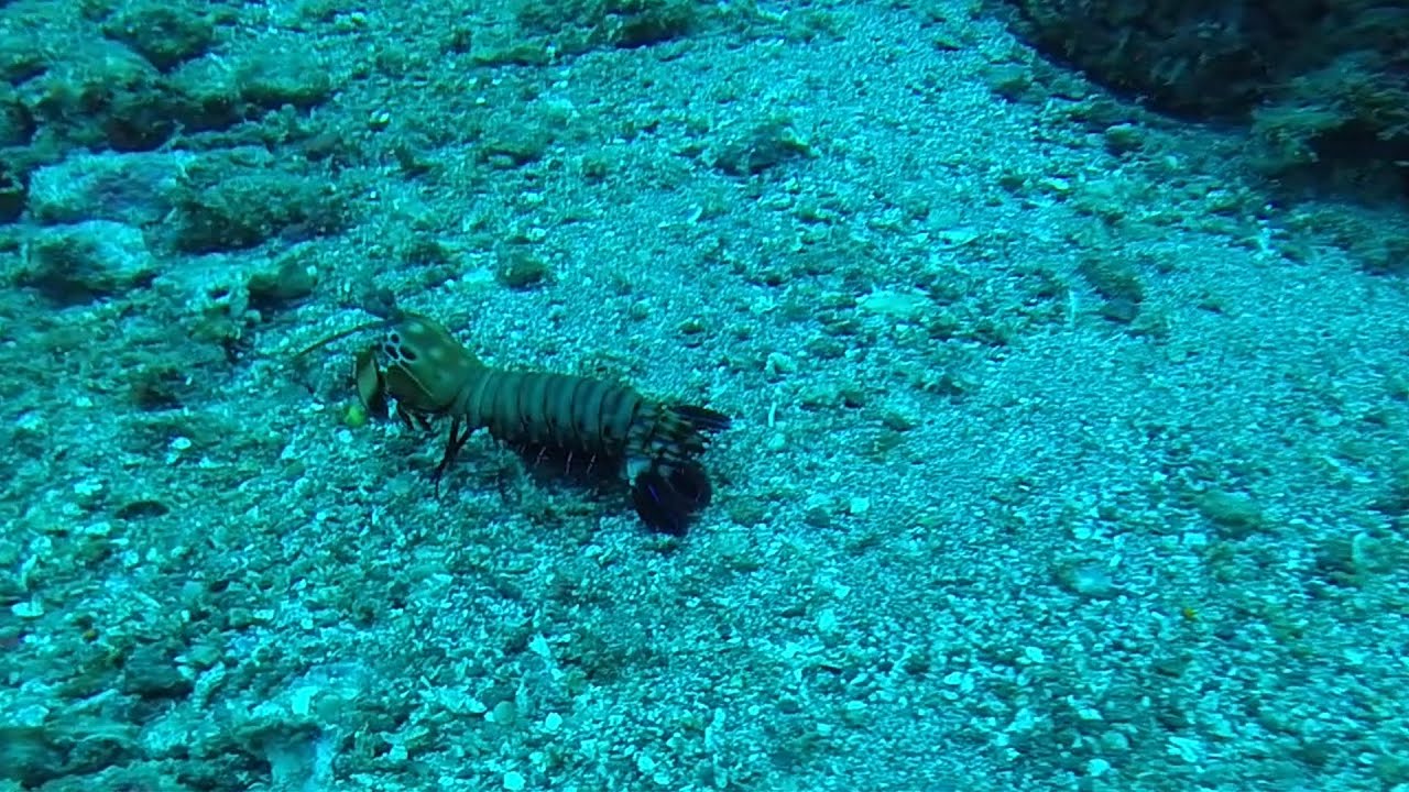 Mantis Shrimp racing through the sand pebbles - HD - YouTube