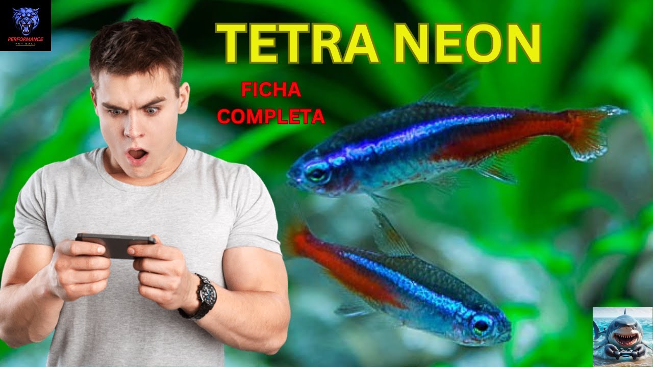 "¡Descubre los Secretos del Tetra Neón! 🐟🌟 El Pez Más Colorido de Tu Acuario" - YouTube