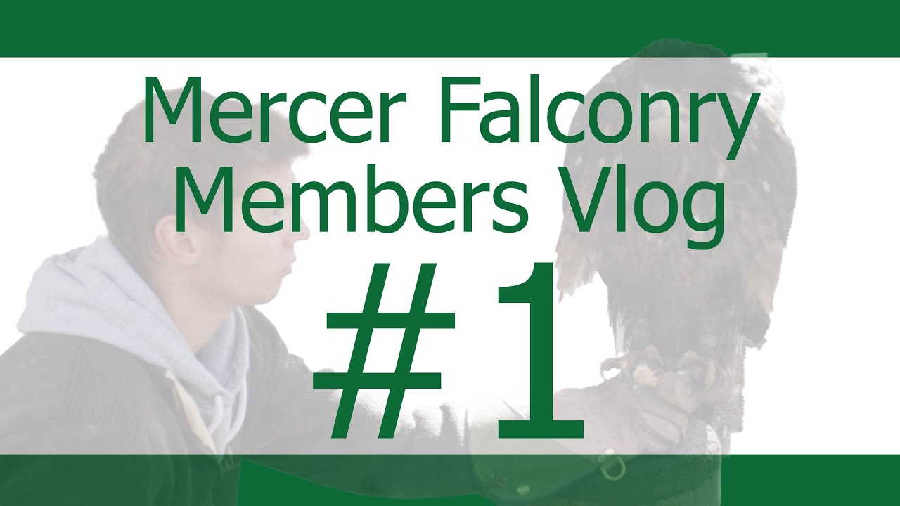 Mercer Falconry Members Vlog #1 | Training Birds of Prey - YouTube