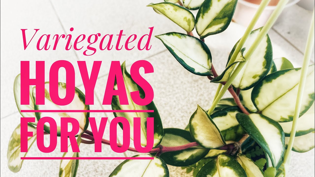 10 beautiful variegated leaf hoyas I Must see for every hoya plant fan! - YouTube