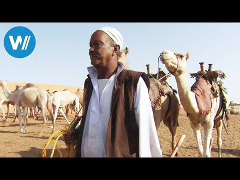 Die letzten Kamelkarawanen der Sahara (360° - GEO Reportage)