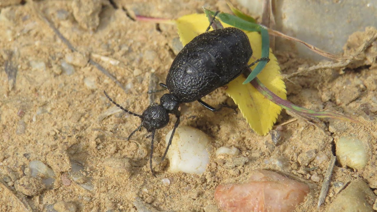 Apró ráncos nünüke terepen s a kezemen - Oil beetle Meloe rugosus at ...