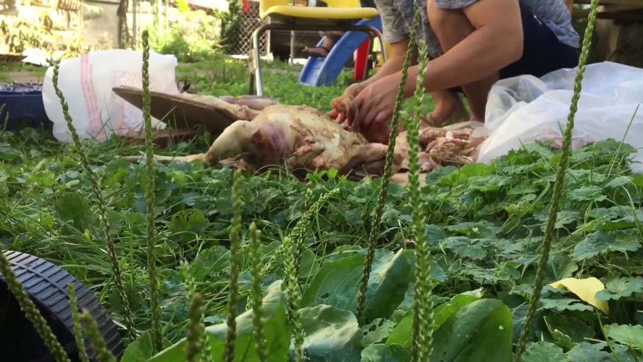 Karenni Buffalo Dee Ku festival 2017 - YouTube