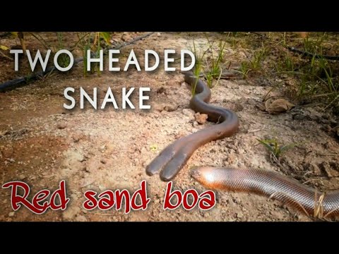 Two headed snake | red sand boa | - YouTube