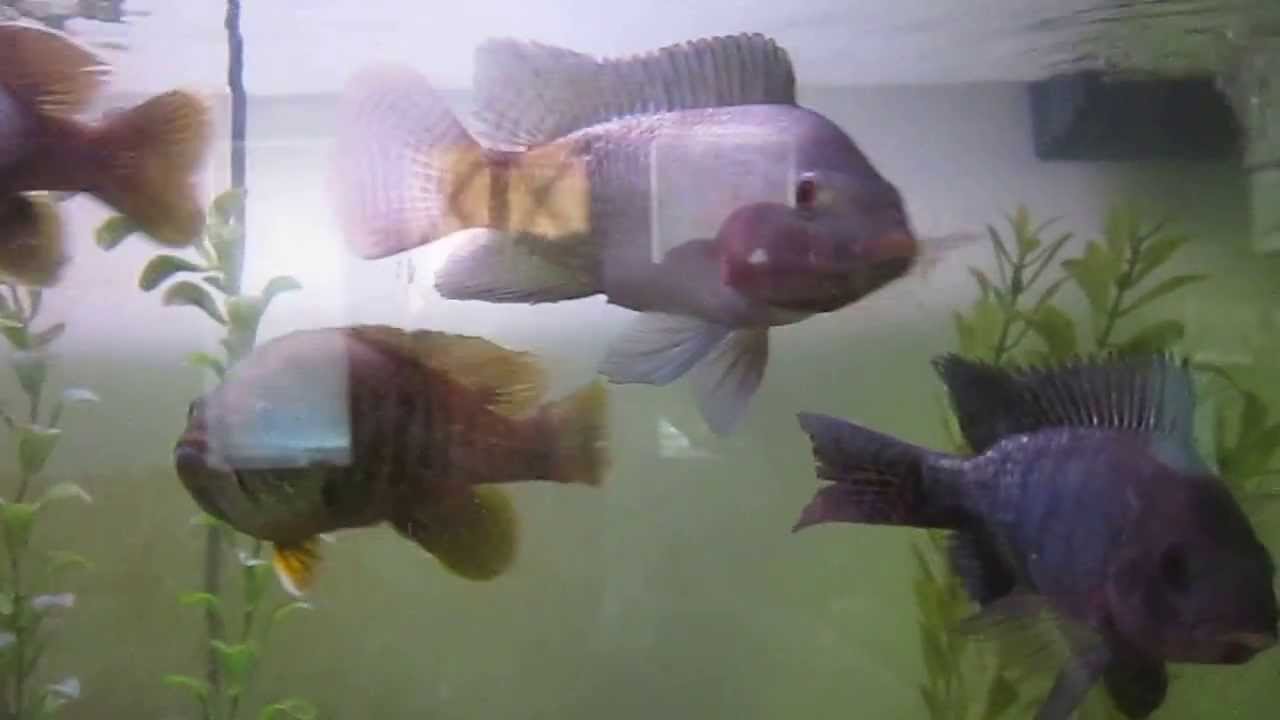 Organic Garden Set Up Tilapia Aquaculture Tank - YouTube
