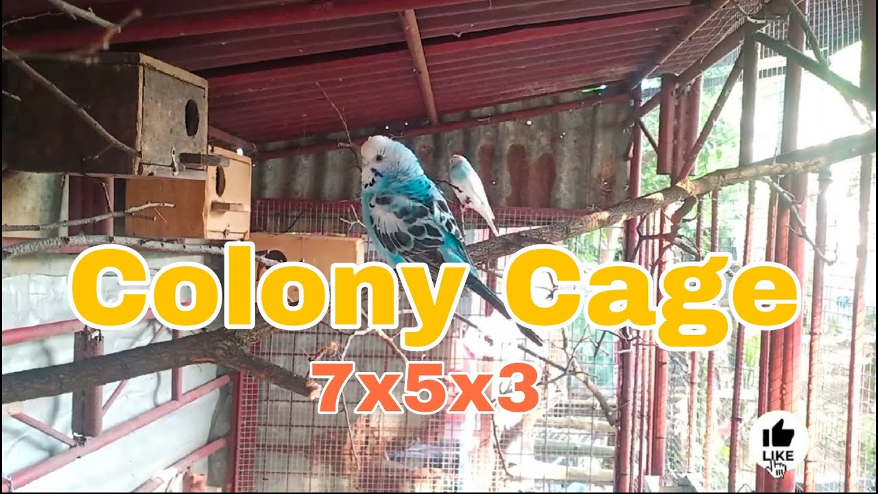 Making 7 feet x 4 feet Colony Cage - YouTube