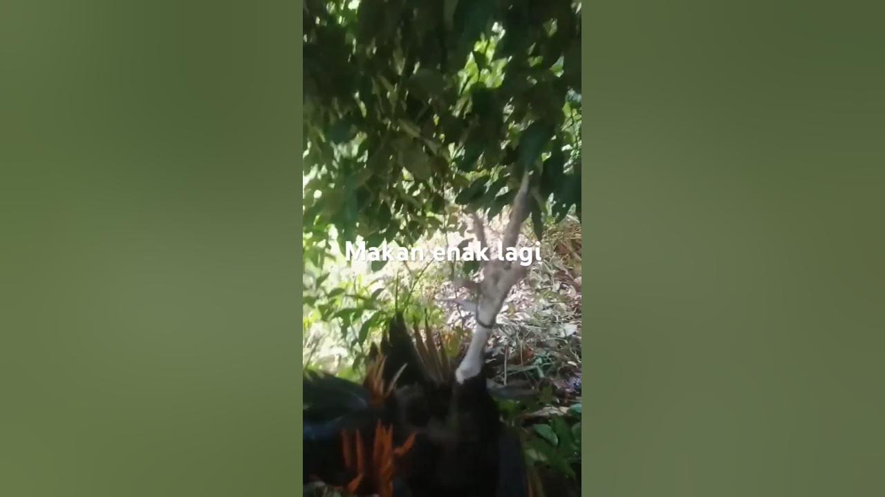 Cek jerat ayam hutan!! poin 2 ekor,, dan pasang jerat hama babi hutan. - YouTube
