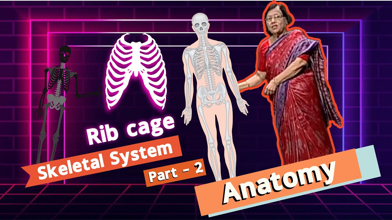 Structure Of The Rib Cage - How Many Ribs In Human Body - YouTube