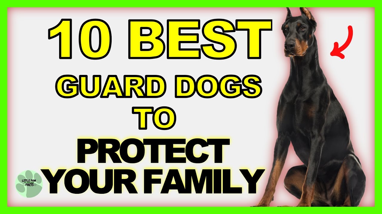 10 Best Guard Dog Breeds to Protect Your House and Family - YouTube