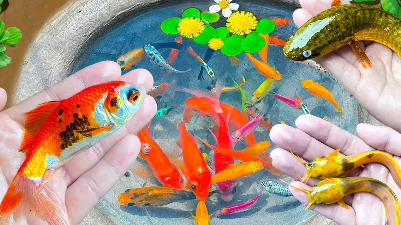 Catch Colorful Fish, Glofish, Koi, Ornamental Fish, Betta fish, Catfish ...