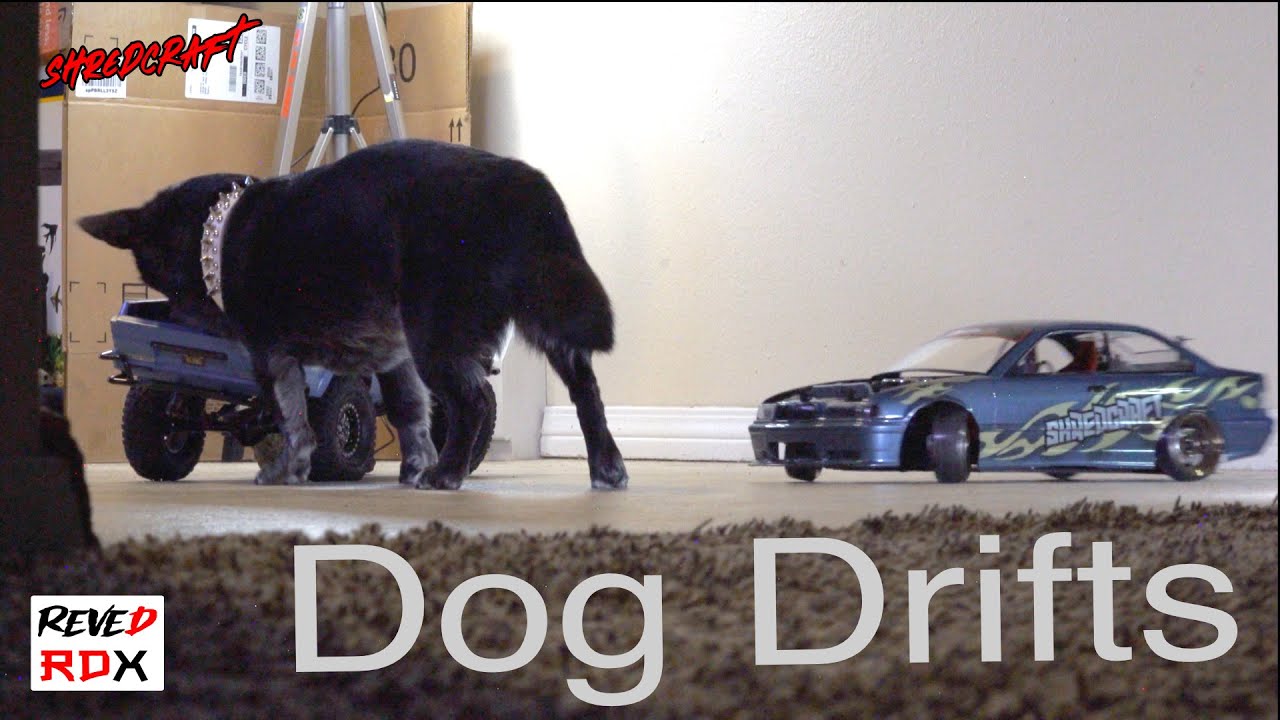 RC Drift Dog! - YouTube