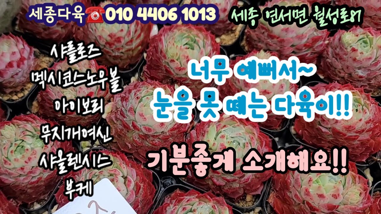 세종다육에 샤를로즈가 너무예쁨 페리도트레티지아수빙2천가격부터 고급종다육 군생등다육쇼핑 Youtube